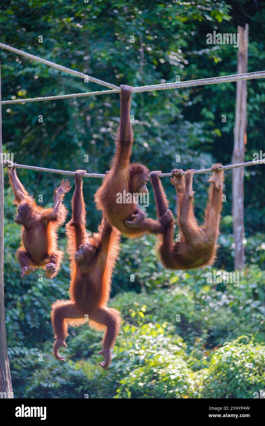 Junge Borneanische Orang-Utans (Pongo pygmaeus) spielen im Reha-Zentrum ...