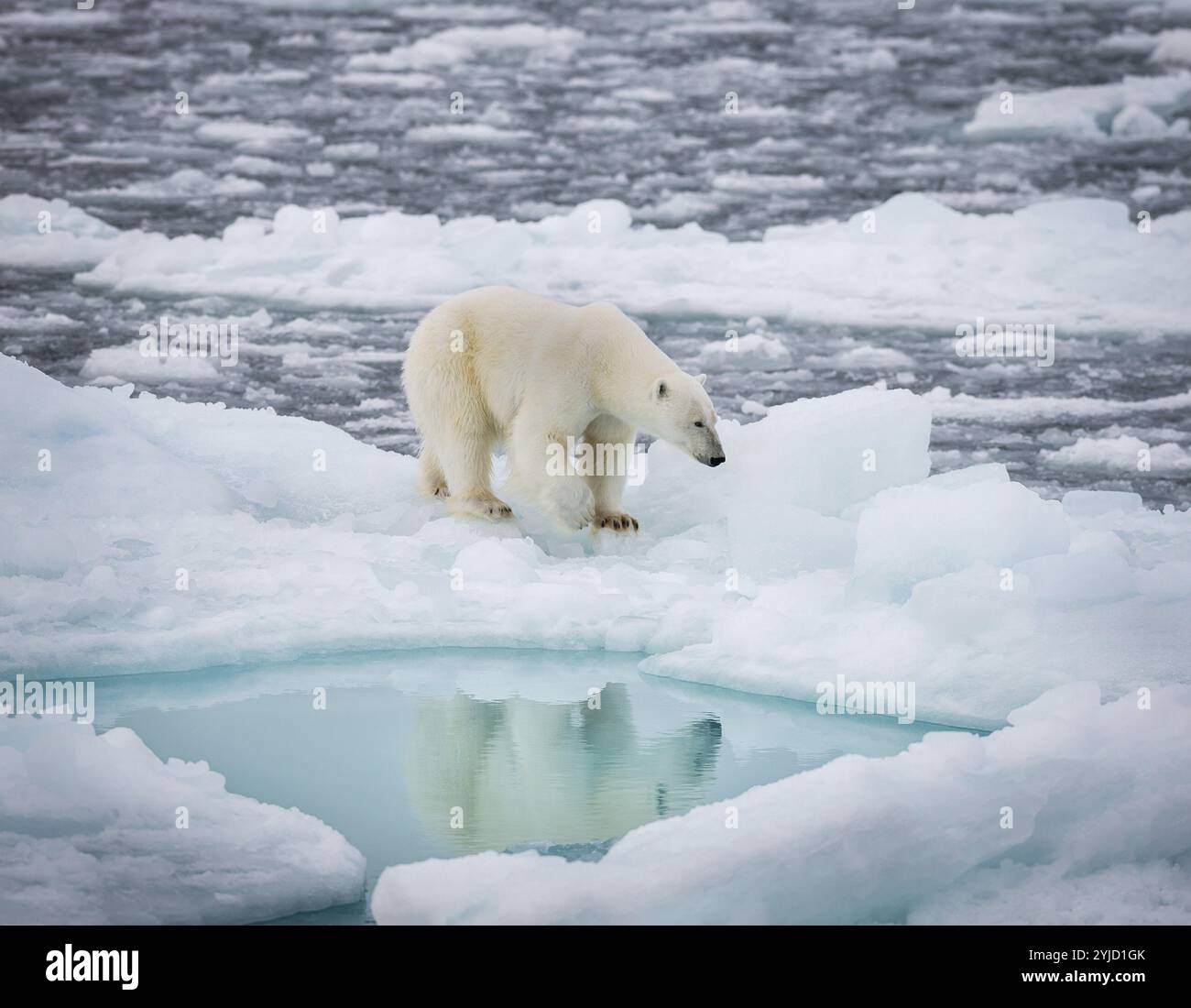Eisbär (Ursus maritimus) auf dem Packeis bei 82 Grad nördlich spiegelt ...