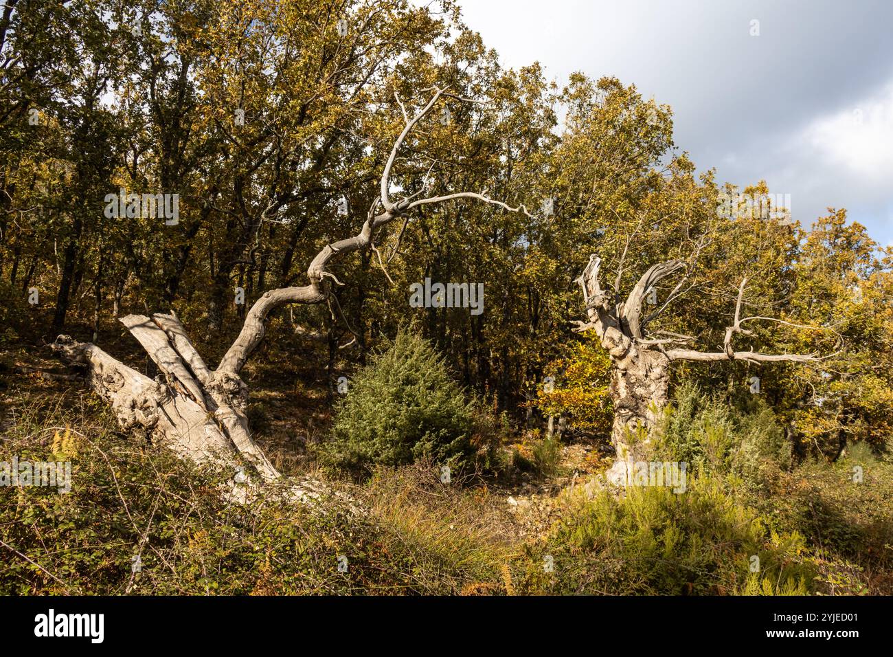 Castaños milenarios con sus troncos retorcidos y sus ramas extendidas ...