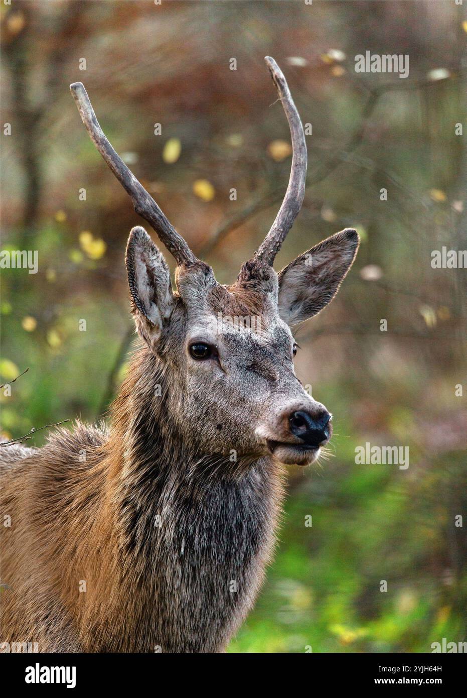 BAMBI: A STORY IN THE WOODS (2024) – ORIGINALTITEL: BAMBI, L’HISTOIRE D ...