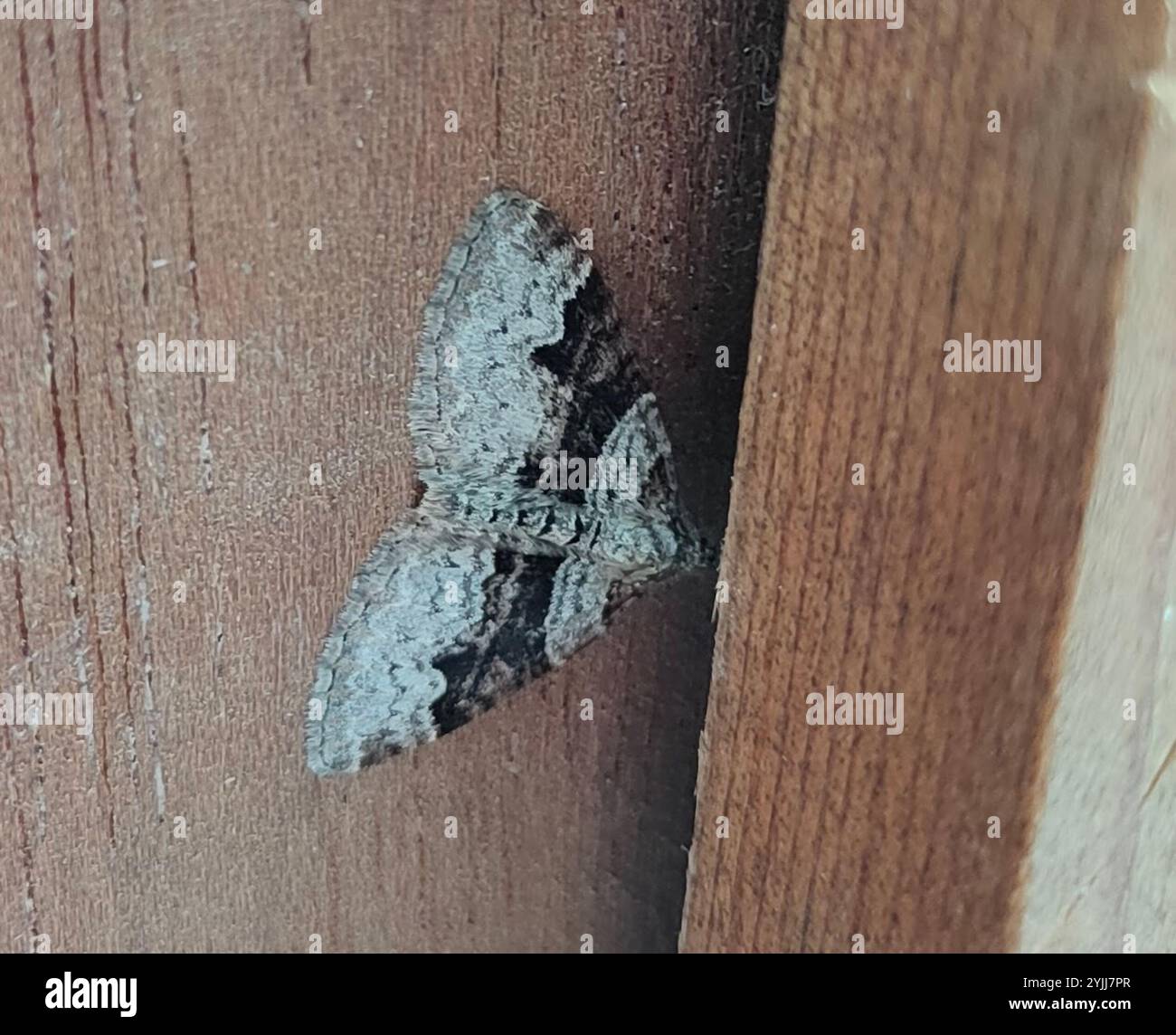 Xanthorhoe designata -Fotos und -Bildmaterial in hoher Auflösung – Alamy
