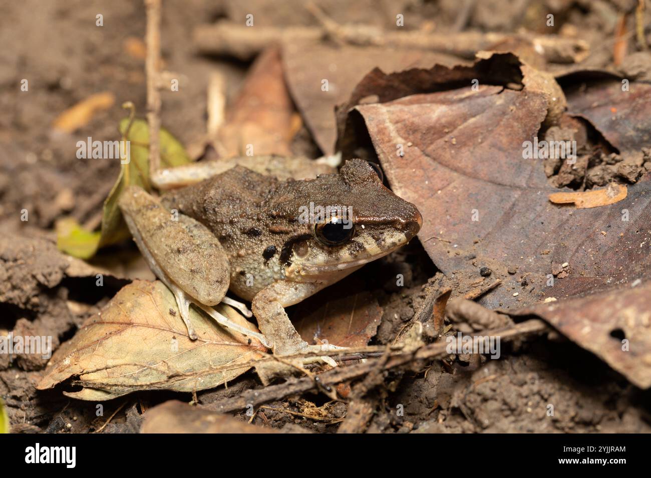 Craugastor ranoides -Fotos und -Bildmaterial in hoher Auflösung – Alamy