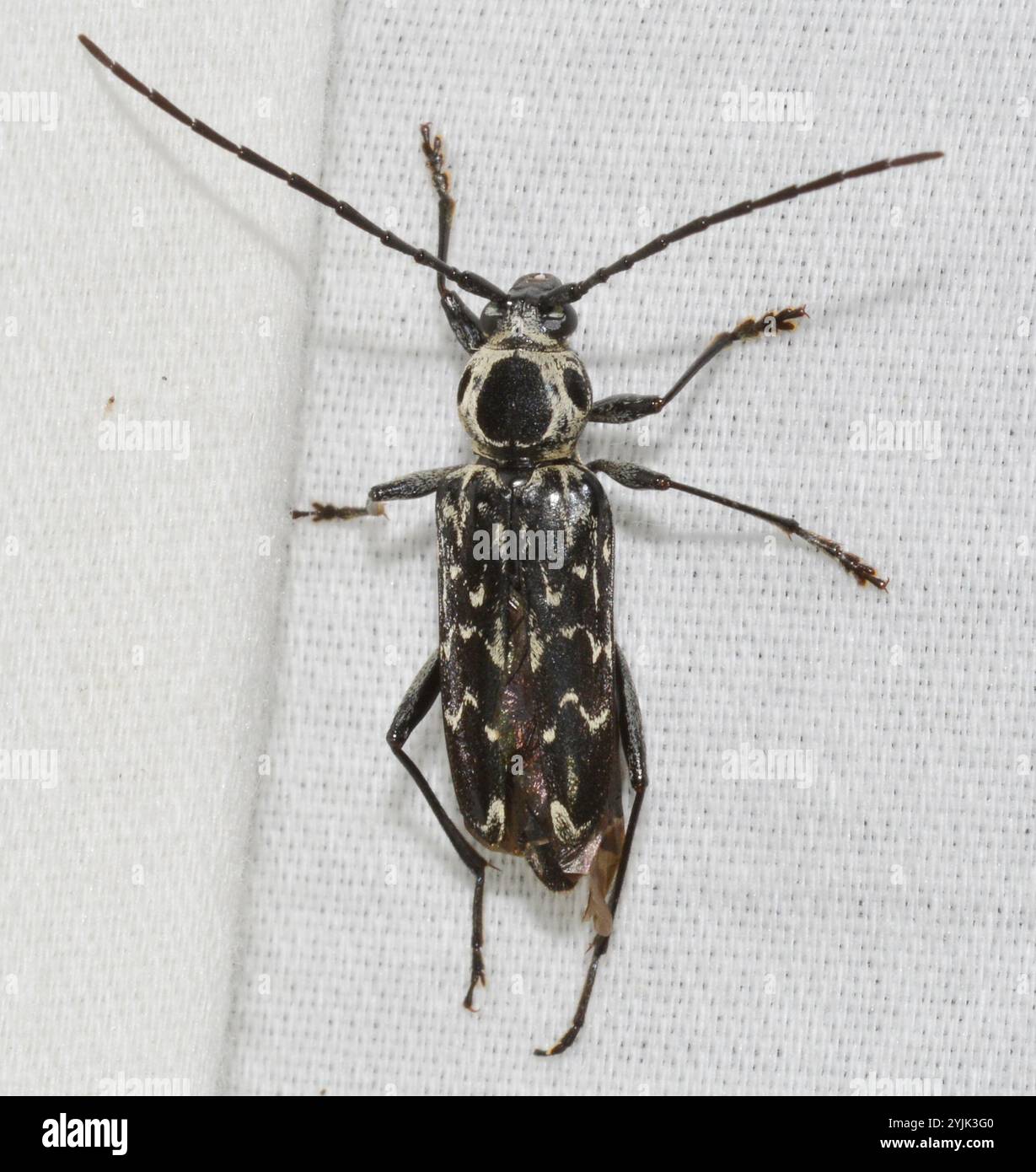 Sarosesthes fulminans -Fotos und -Bildmaterial in hoher Auflösung – Alamy