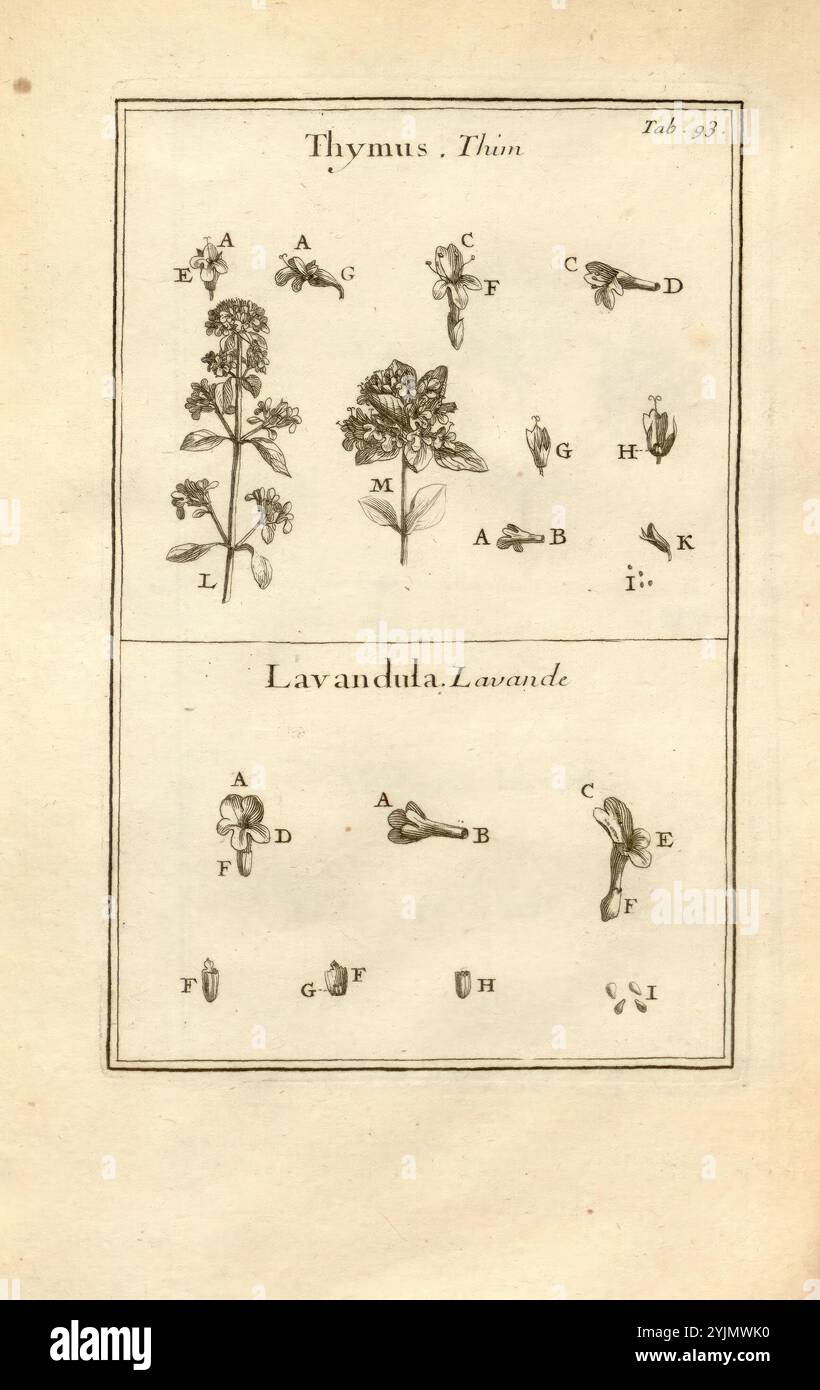 Detaillierte botanische studie zweier unterschiedlicher pflanzenarten ...