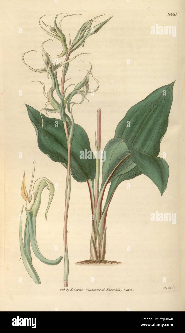 Abbildung liefert botanische informationen -Fotos und -Bildmaterial in ...