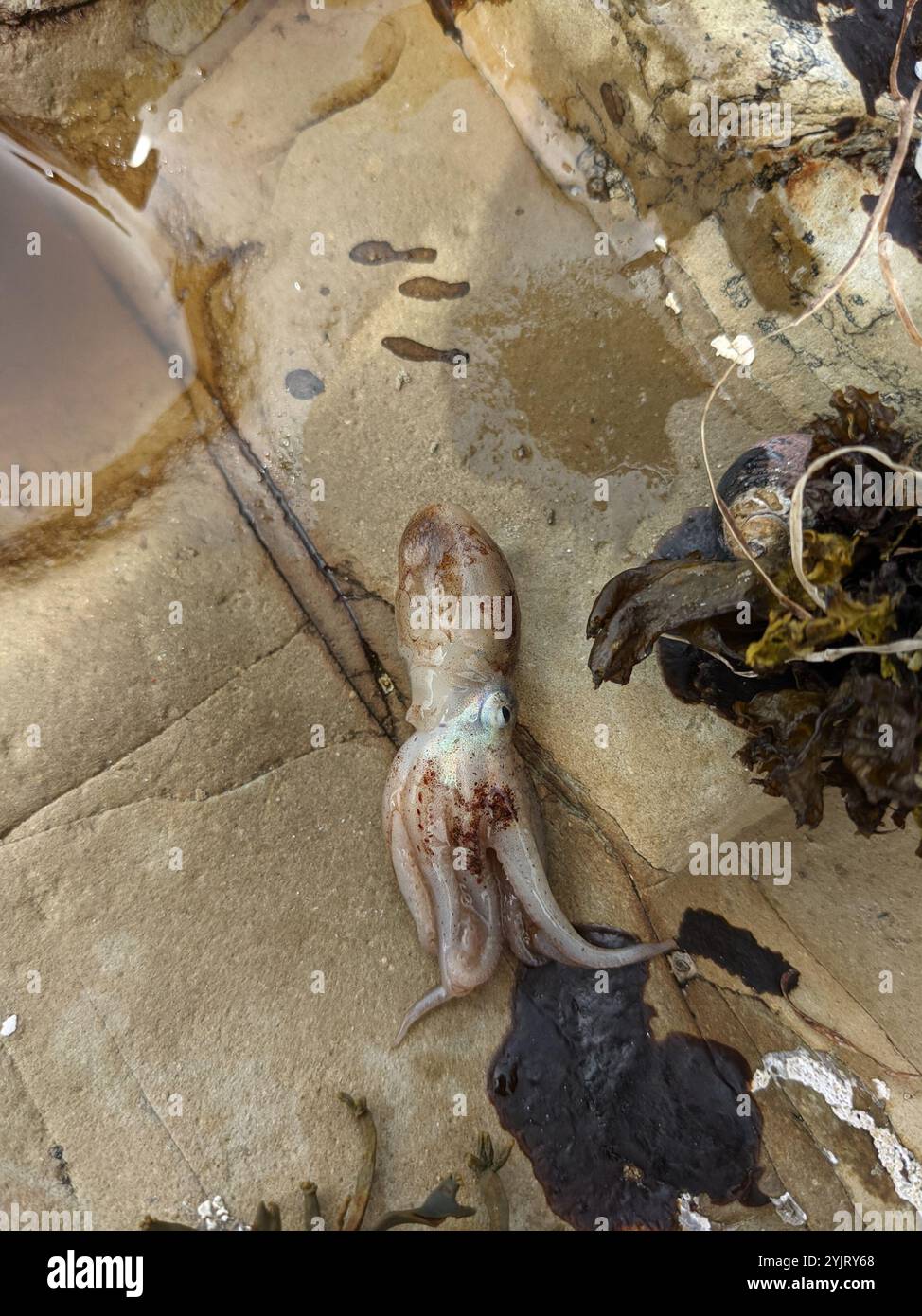 Octopus rubescens -Fotos und -Bildmaterial in hoher Auflösung – Alamy