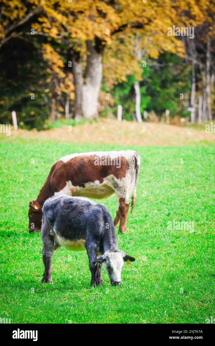 20.10.2024, SAALBACH, AUT, unterwegs in SALZBURG, Symbolbild ...