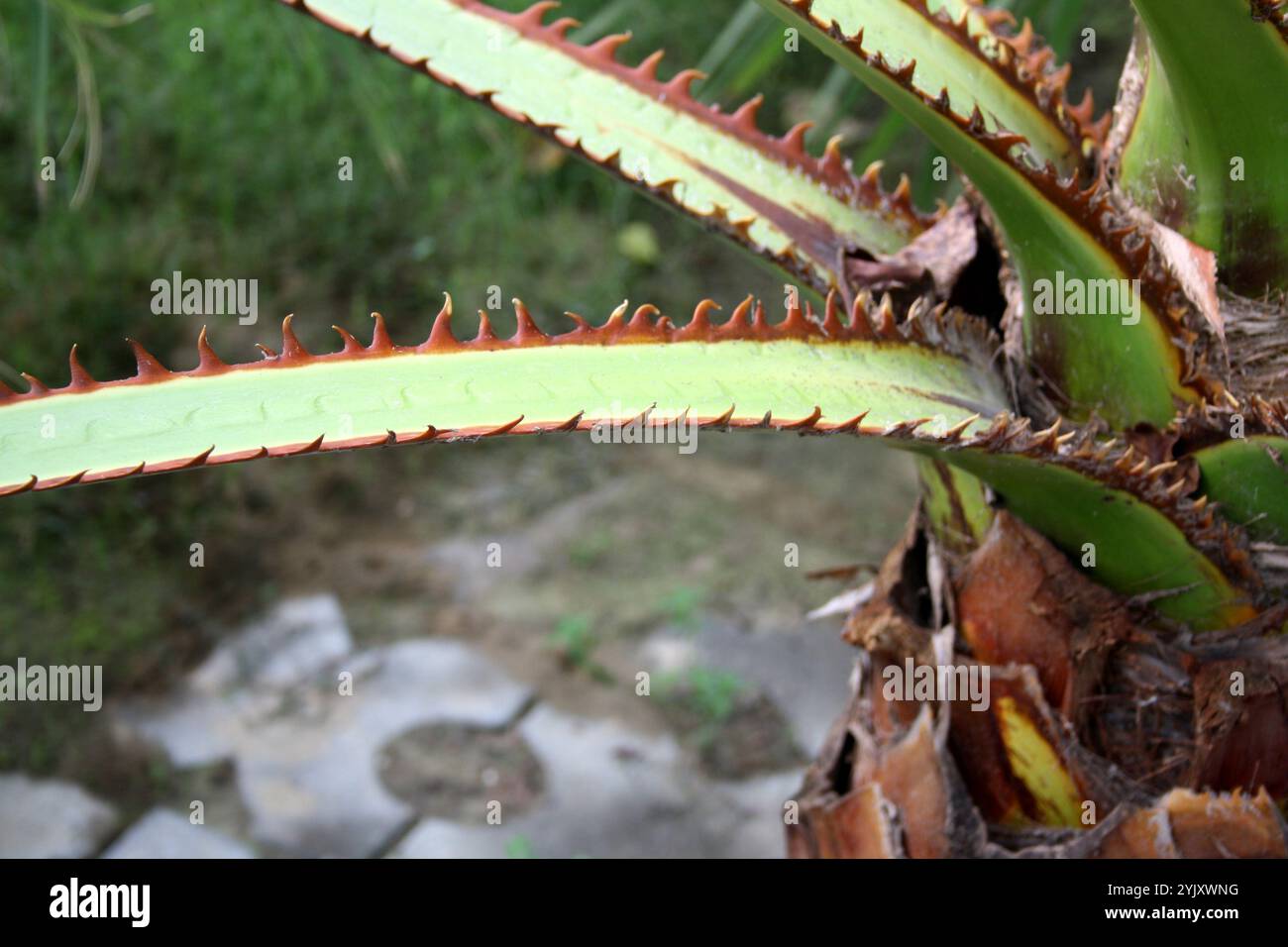 Blattartige stacheln -Fotos und -Bildmaterial in hoher Auflösung – Alamy