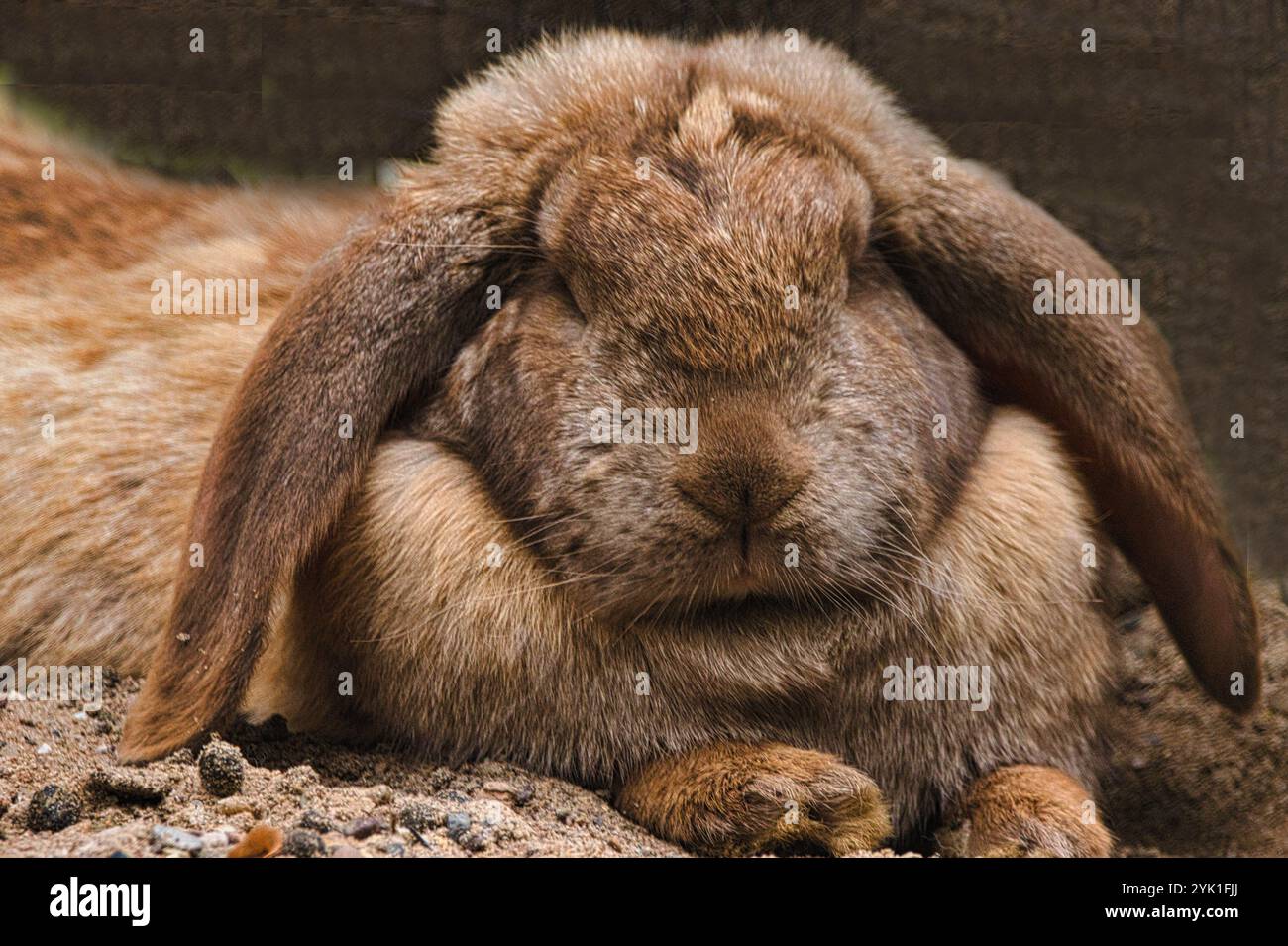 Hase mit großen ohren -Fotos und -Bildmaterial in hoher Auflösung – Alamy