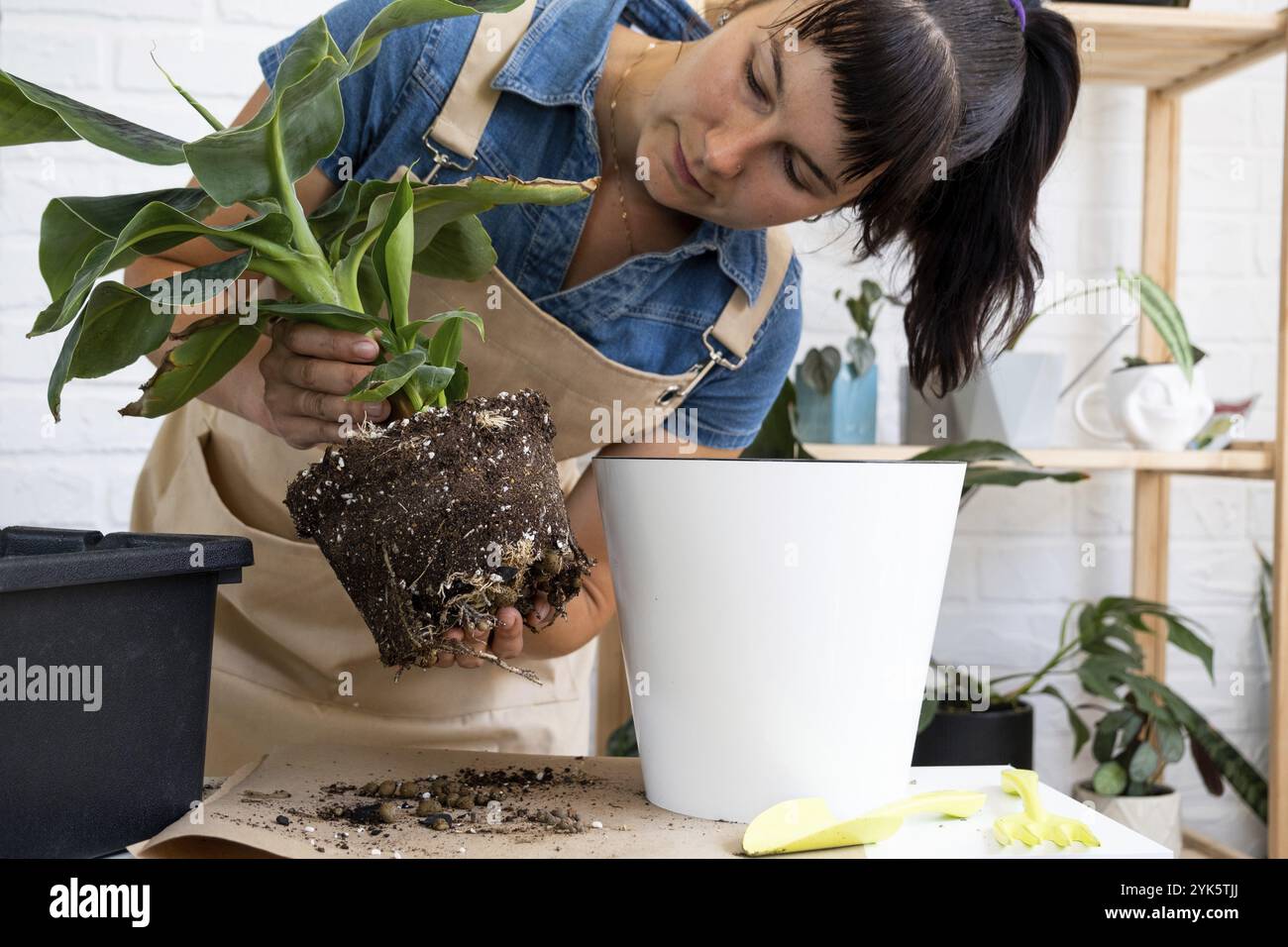 Transplantation einer hausgemachten Bananenpalme Musa in einen Topf mit ...