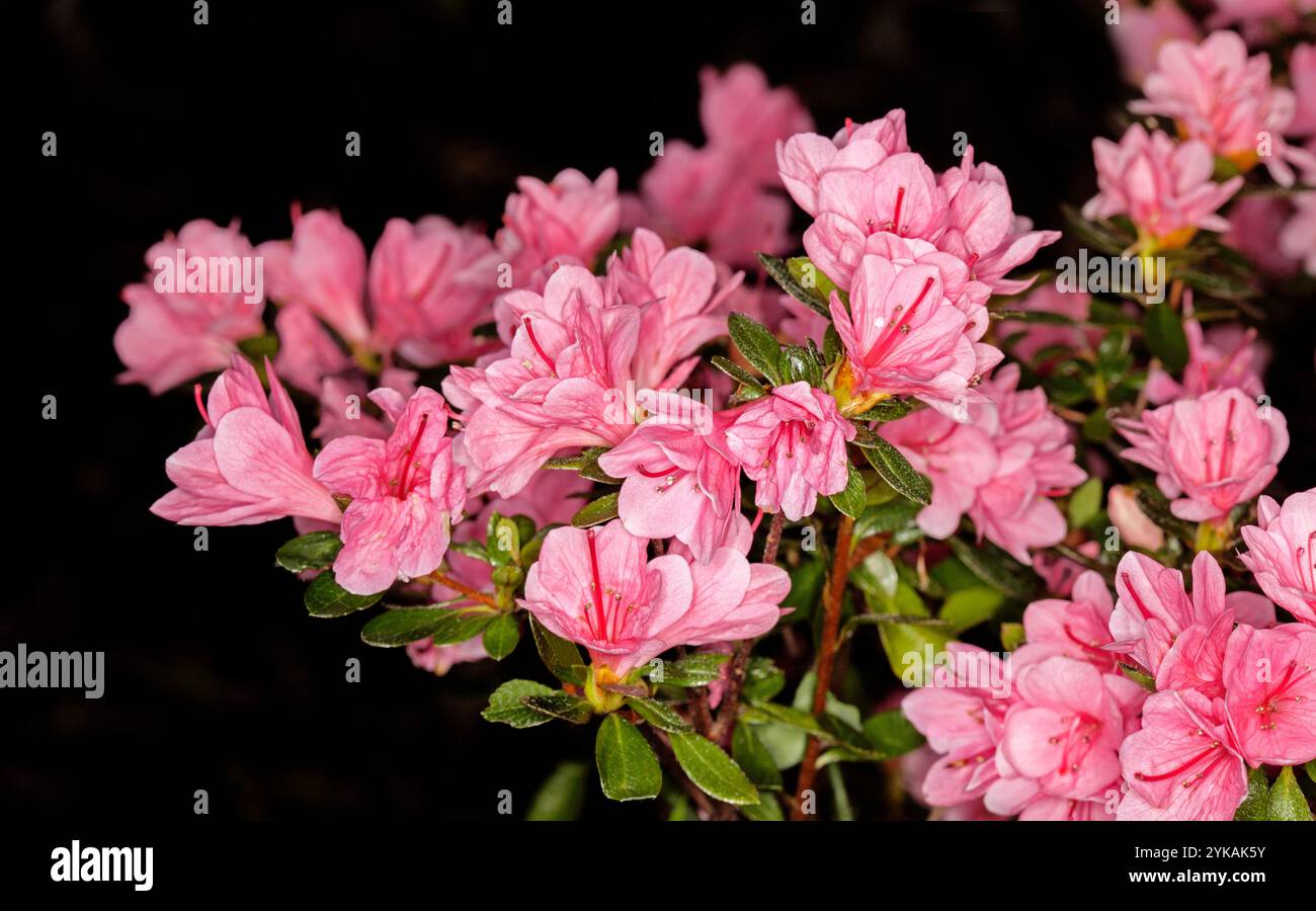 Kurume azalee -Fotos und -Bildmaterial in hoher Auflösung – Alamy