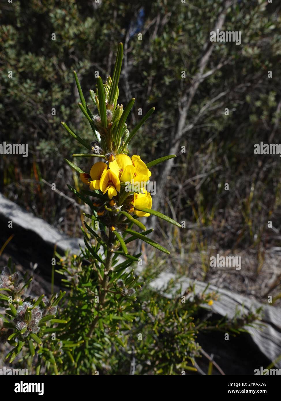 Gemeinsamer aotus -Fotos und -Bildmaterial in hoher Auflösung – Alamy