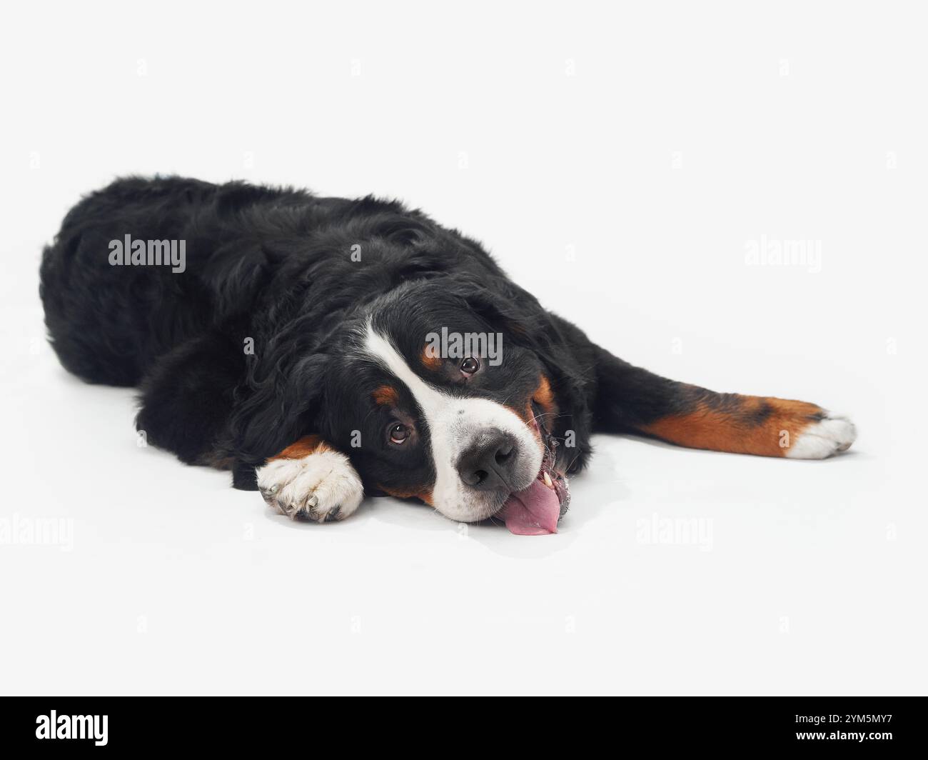 Ein Berner Sennenhund, der auf weißem Hintergrund liegt und seine Zunge ...