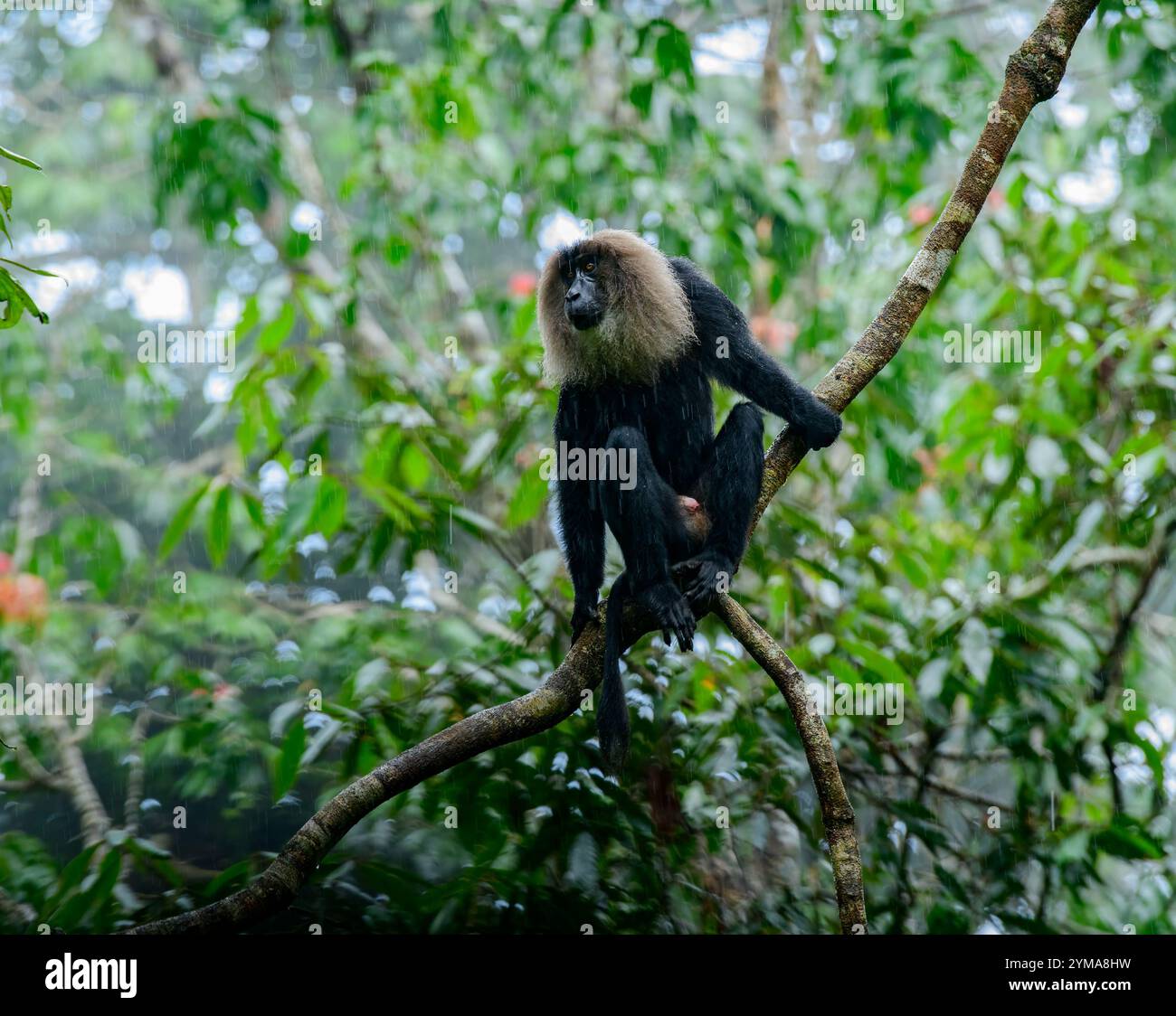 ökosystem der western ghats -Fotos und -Bildmaterial in hoher Auflösung ...