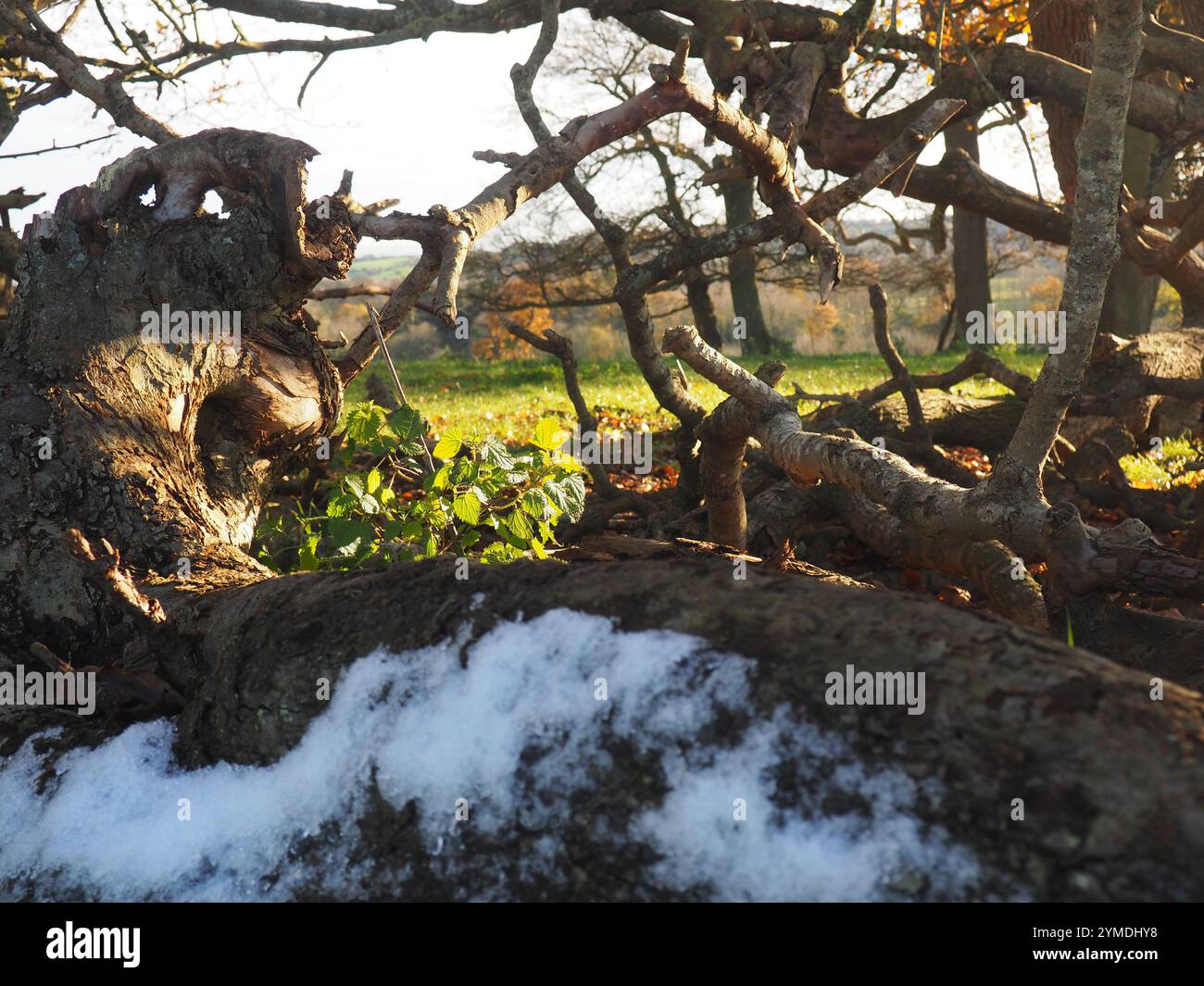 Oxford, Großbritannien. November 2024. Wetter in Großbritannien ...