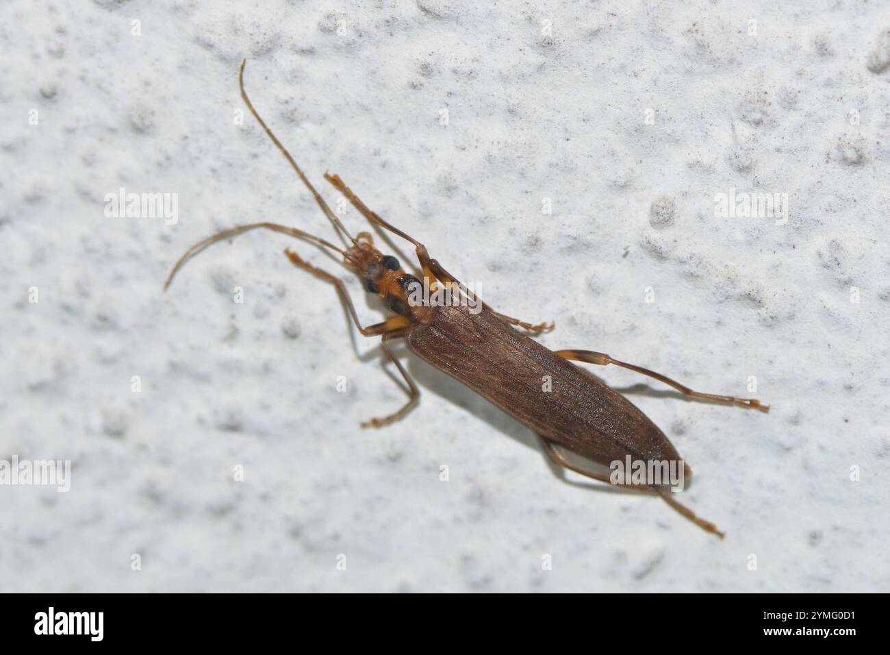 Oedemera femoralis -Fotos und -Bildmaterial in hoher Auflösung – Alamy