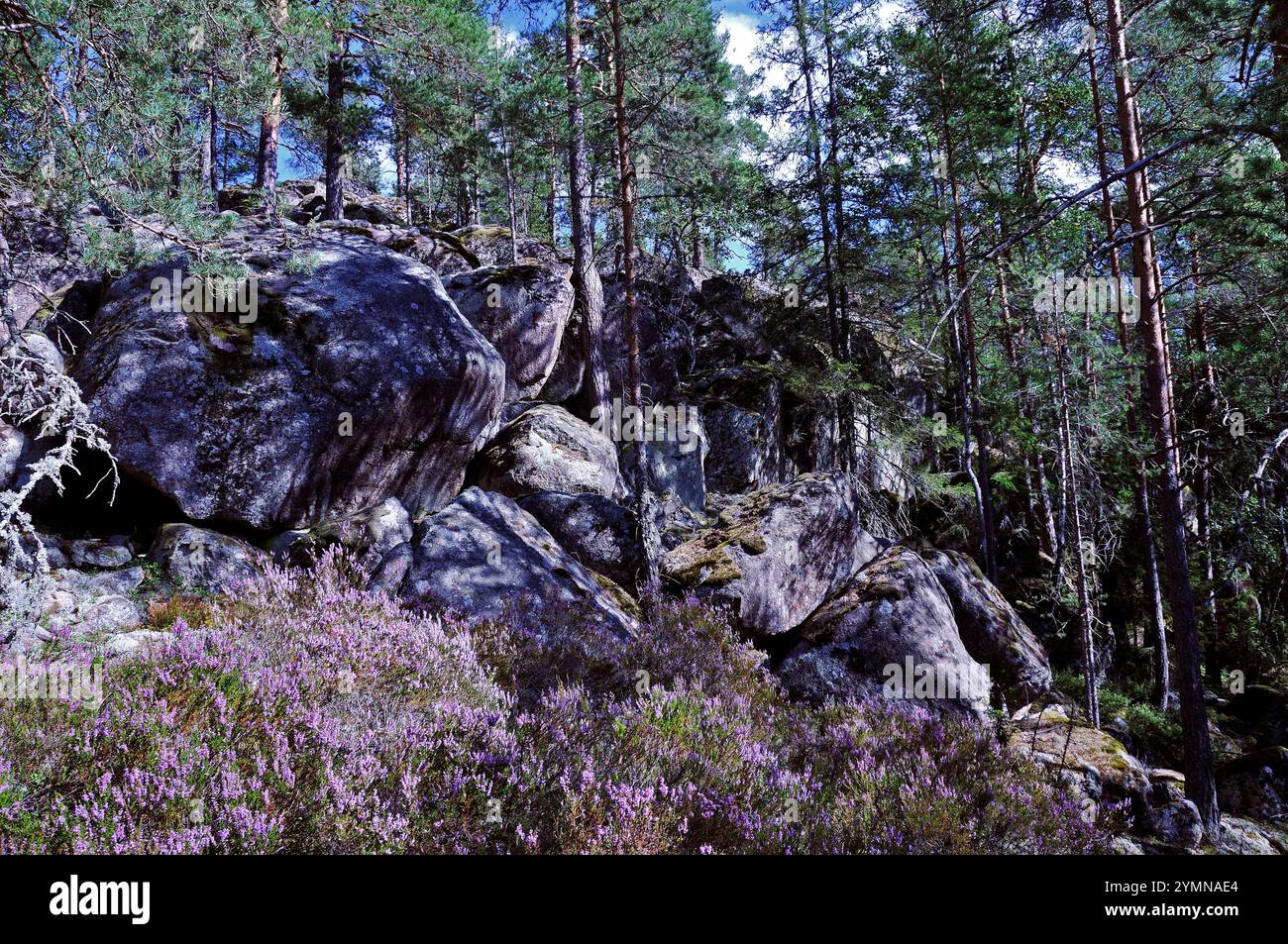 Riesige Findlinge Fäustling im Wald. Der mehrere Quadratkilometer große ...
