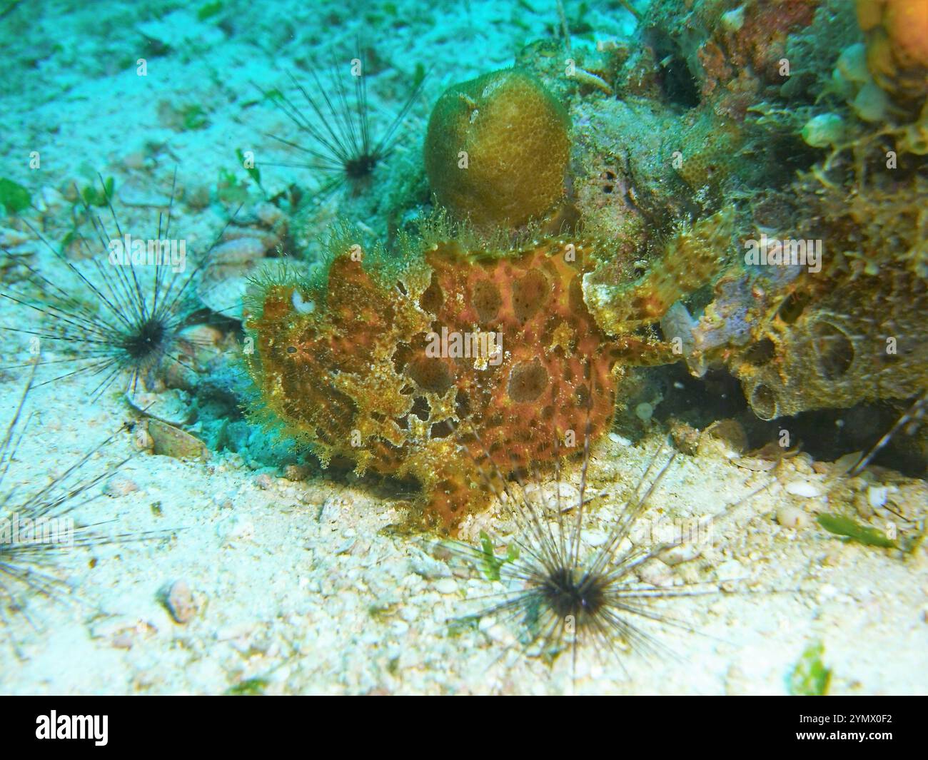 Anglerfisch, Deep Sea Exploration 2025. Frogfische sind ein Mitglied ...