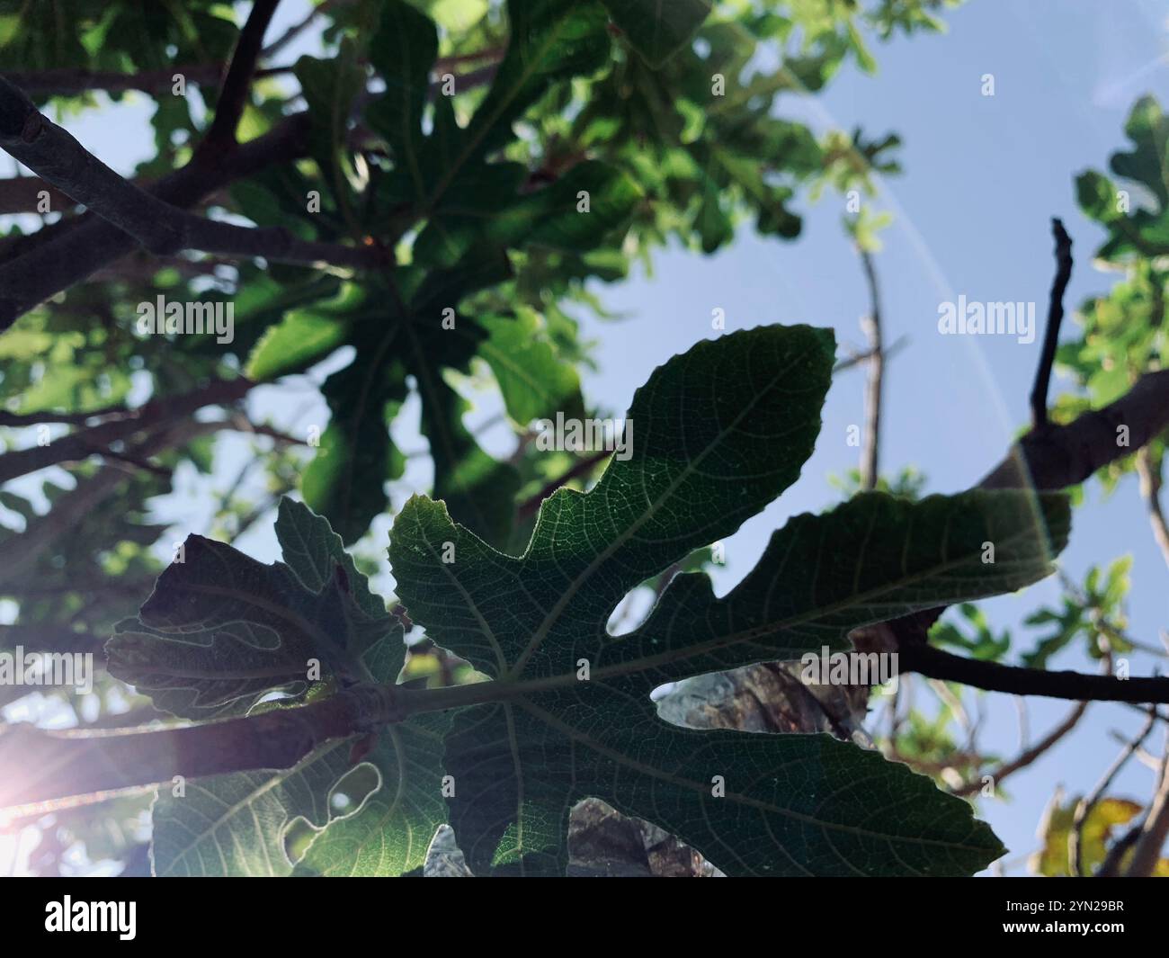 Die im Sonnenlicht getauchten Feigenblätter leuchten in leuchtenden ...