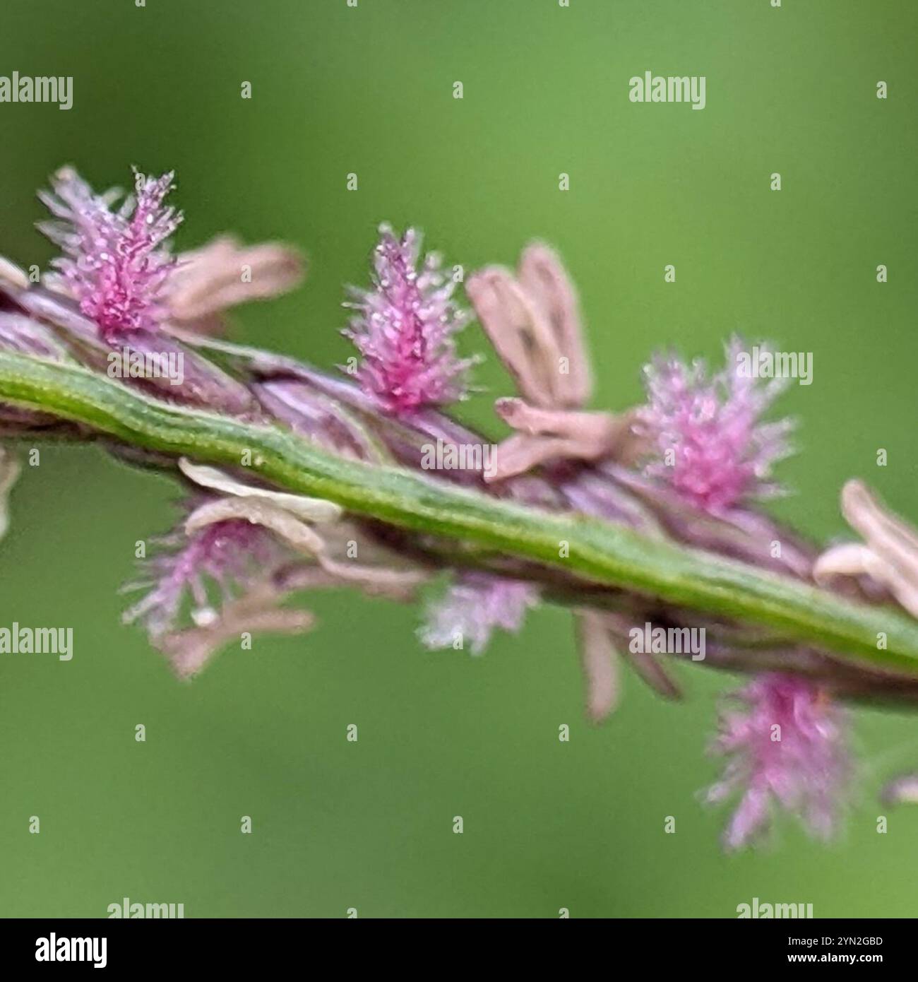 Bermuda grass cynodon dactylon grass -Fotos und -Bildmaterial in hoher ...