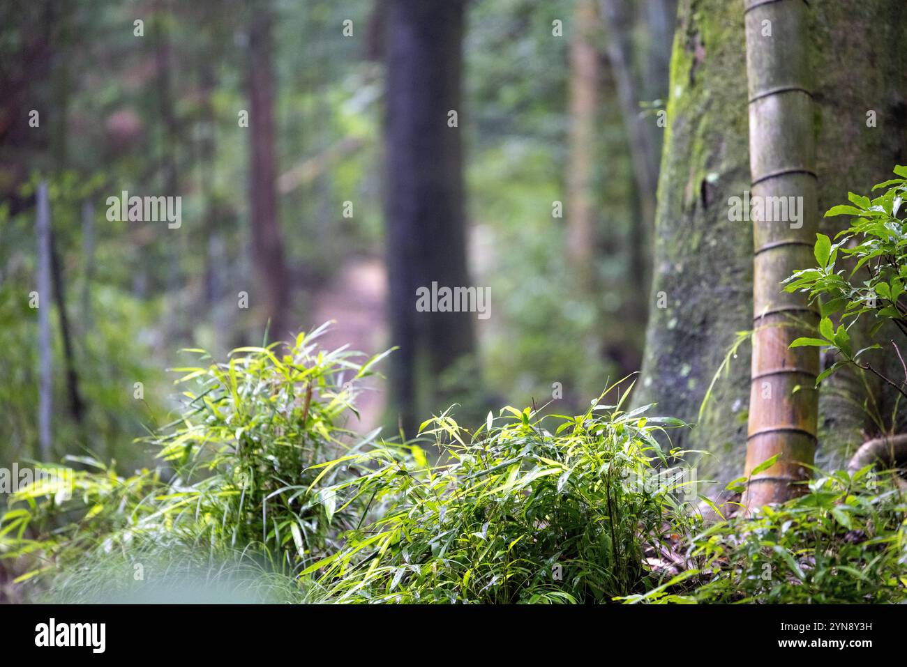 Lebensraum bambuswald -Fotos und -Bildmaterial in hoher Auflösung – Alamy