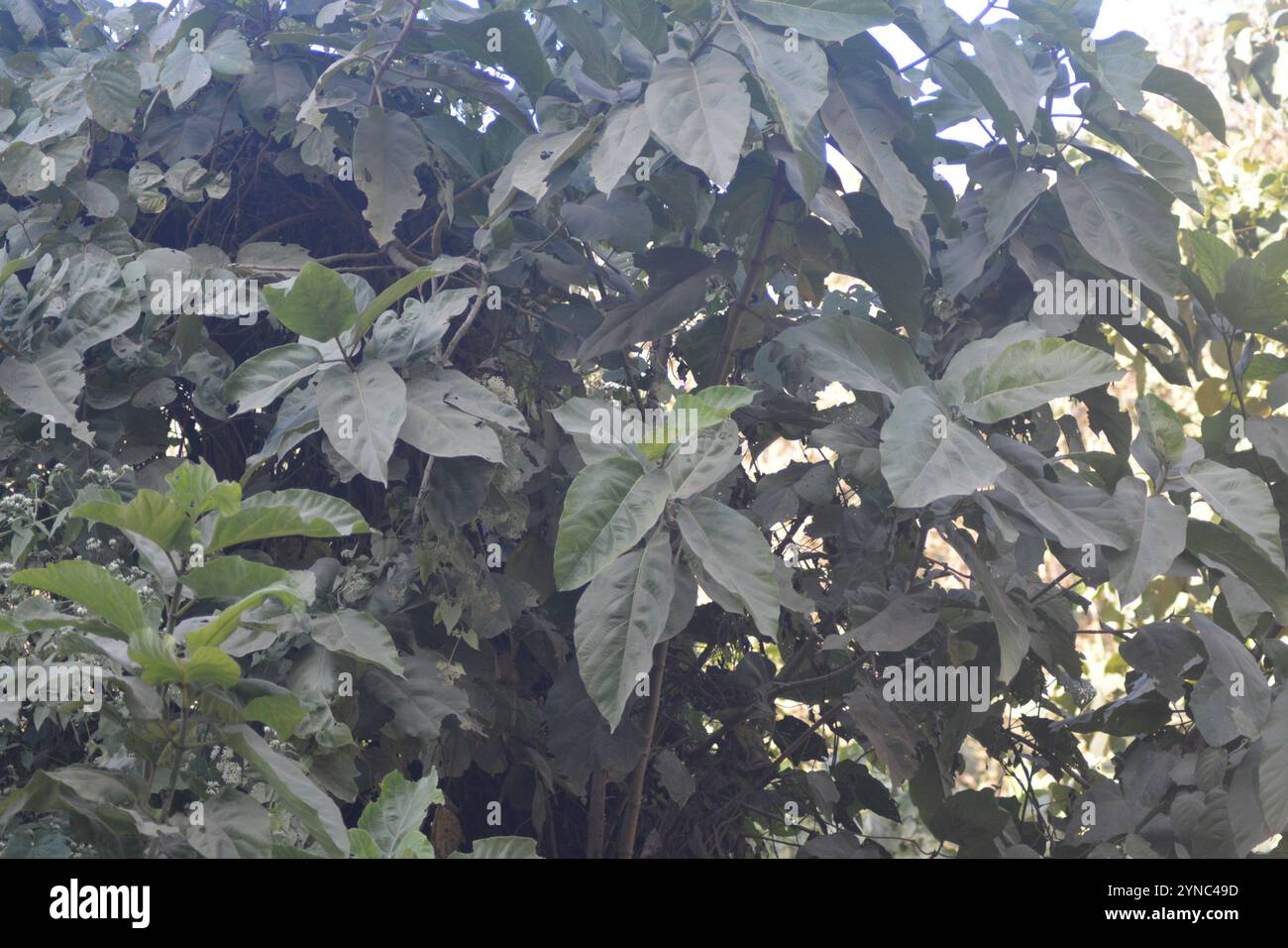 Ficus hispida blatt -Fotos und -Bildmaterial in hoher Auflösung – Alamy