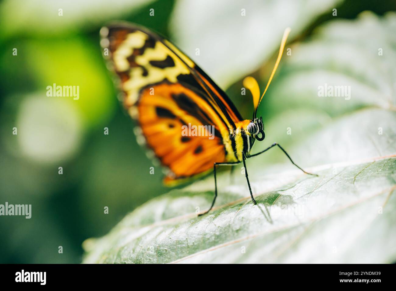 Schmetterling-Heliconius ismenius, der Ismenius Tiger oder Tiger ...