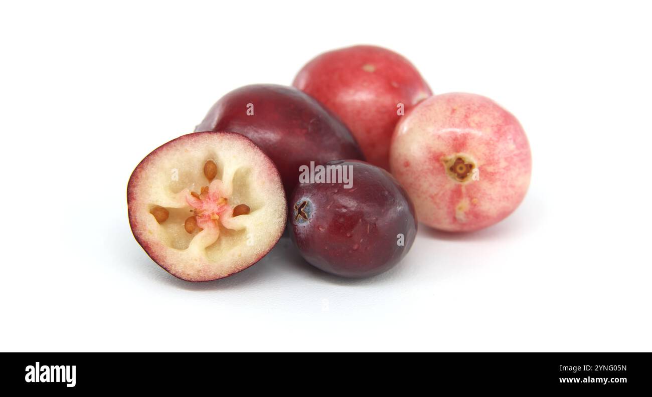 Hervorhebung der querschnittsansicht -Fotos und -Bildmaterial in hoher ...