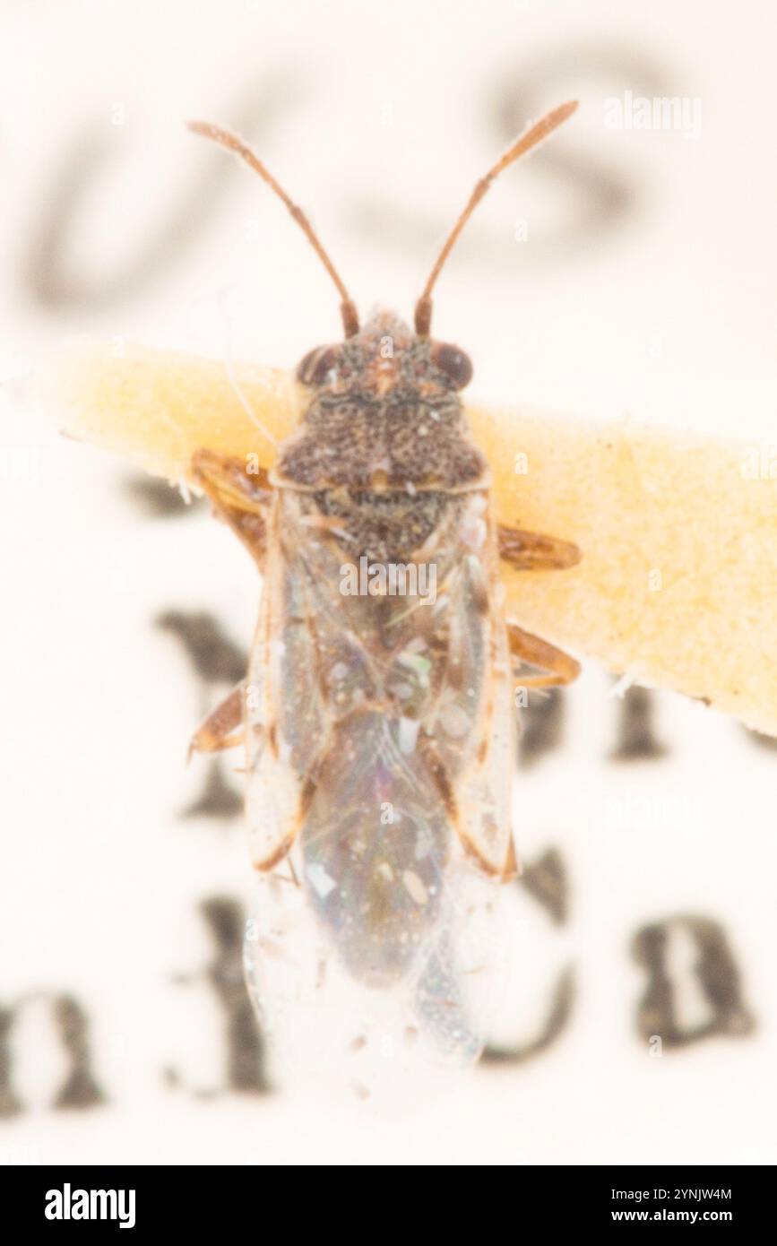 Nysius angustatus -Fotos und -Bildmaterial in hoher Auflösung – Alamy