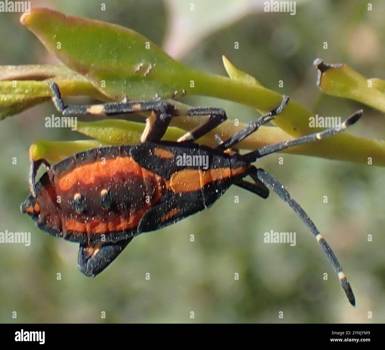 Eukalyptus tip wilter bug -Fotos und -Bildmaterial in hoher Auflösung ...
