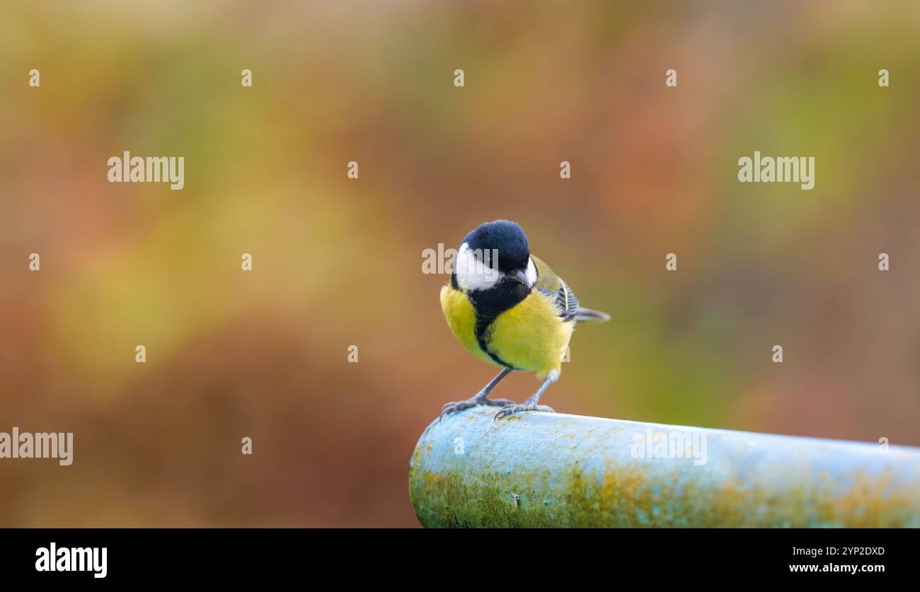 Ein atemberaubendes Bild einer Titte (Parus Major), die auf einer ...