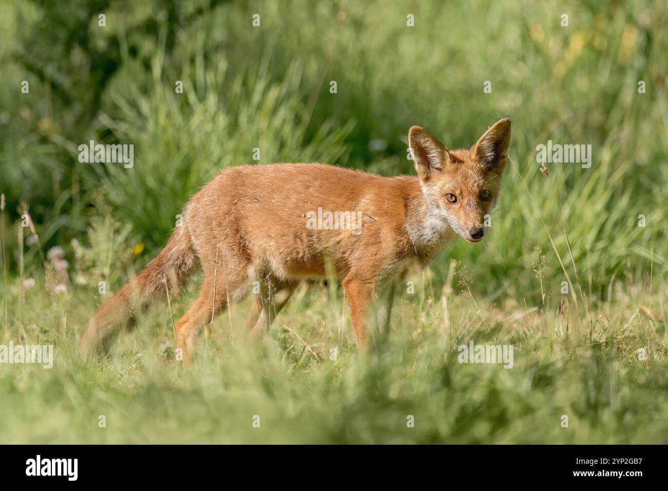 Rotfuchs stehend -Fotos und -Bildmaterial in hoher Auflösung – Alamy