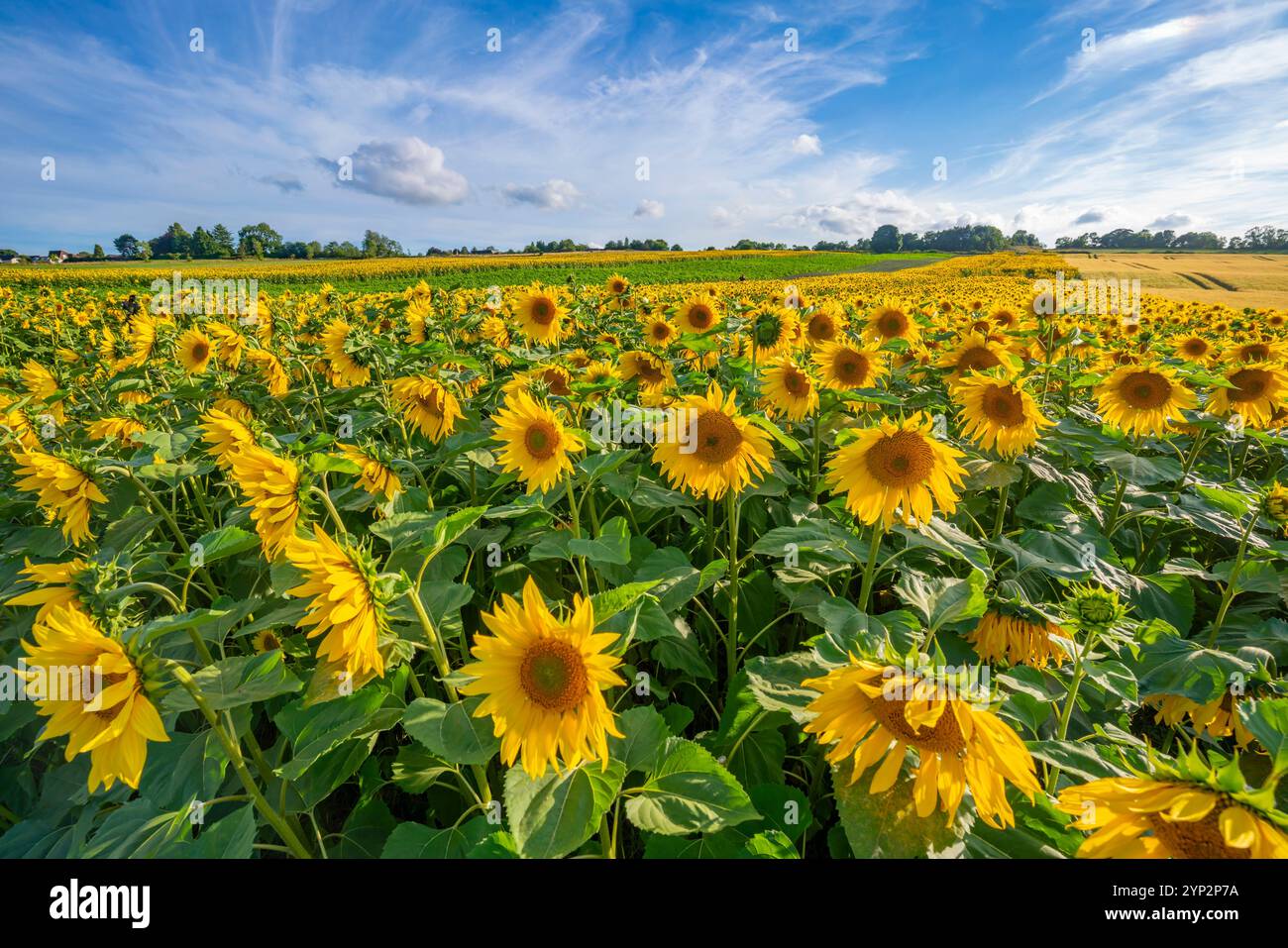 Blick auf Sonnenblumen bei Barlow Sunflower Fields, Barlow, Derbyshire ...