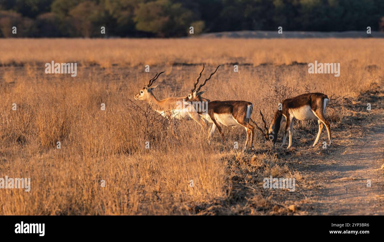 Das Tal Chappar Wildlife Sanctuary in Rajasthan beherbergt eine ...