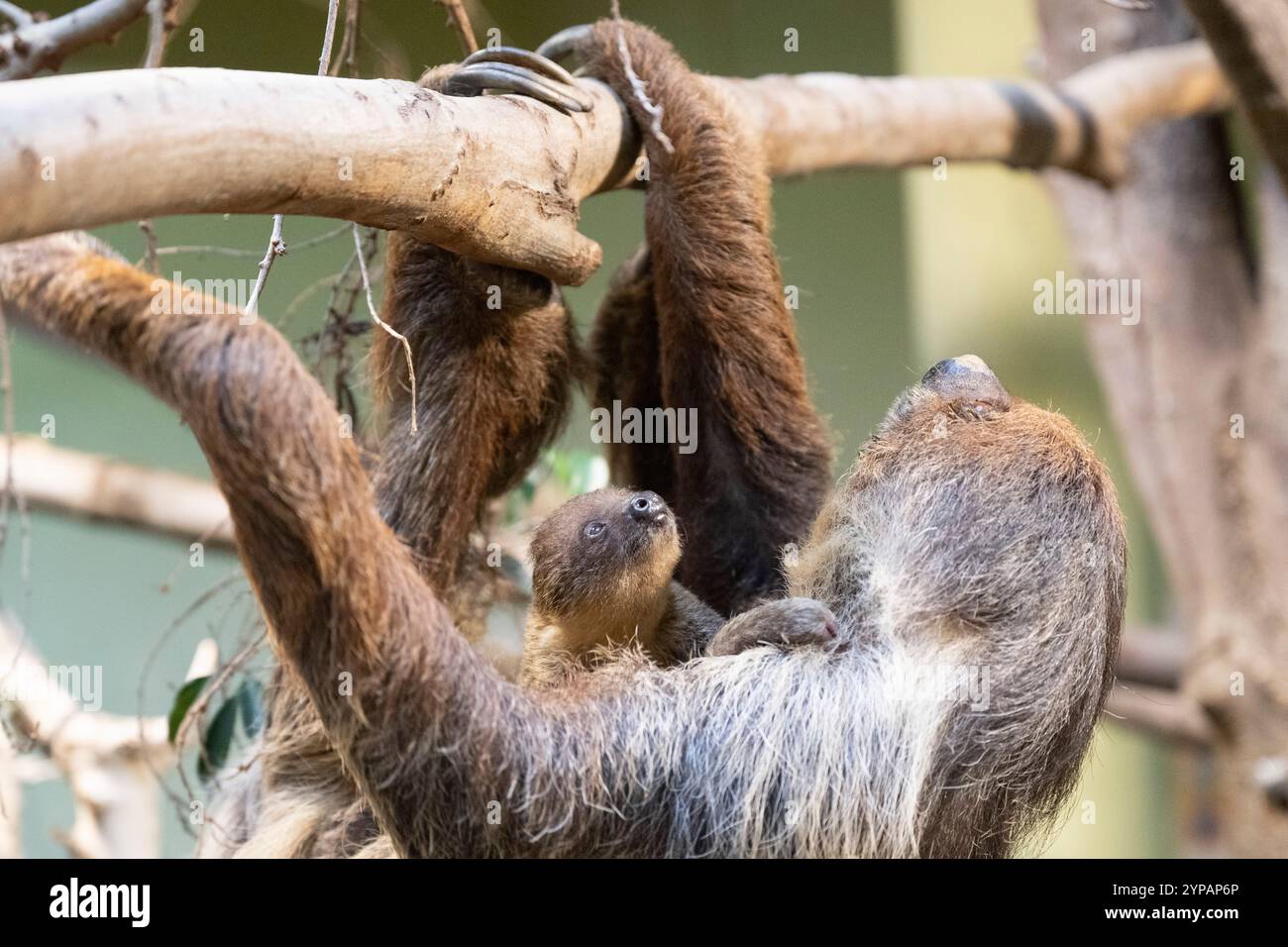 Dresden, Deutschland. November 2024. Das Faultier Marlies mit ihrem ...