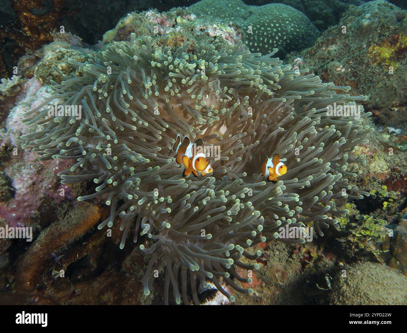 Stoichactis gigantium -Fotos und -Bildmaterial in hoher Auflösung – Alamy