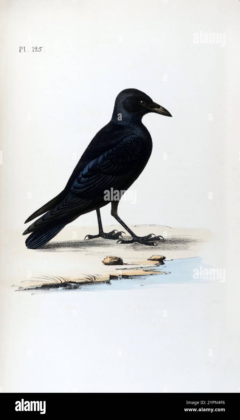 Aas-Krähe. Platte 125. Britische Vögel. Henry Leonard Meyer. Vol. 3 ...
