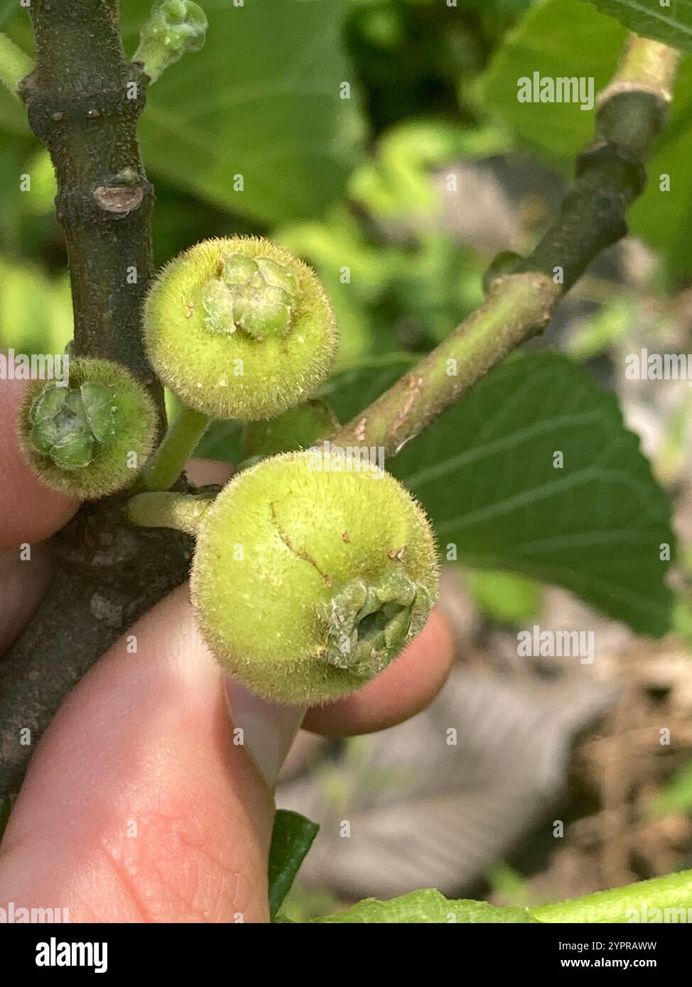 Ficus hispida blatt -Fotos und -Bildmaterial in hoher Auflösung – Alamy