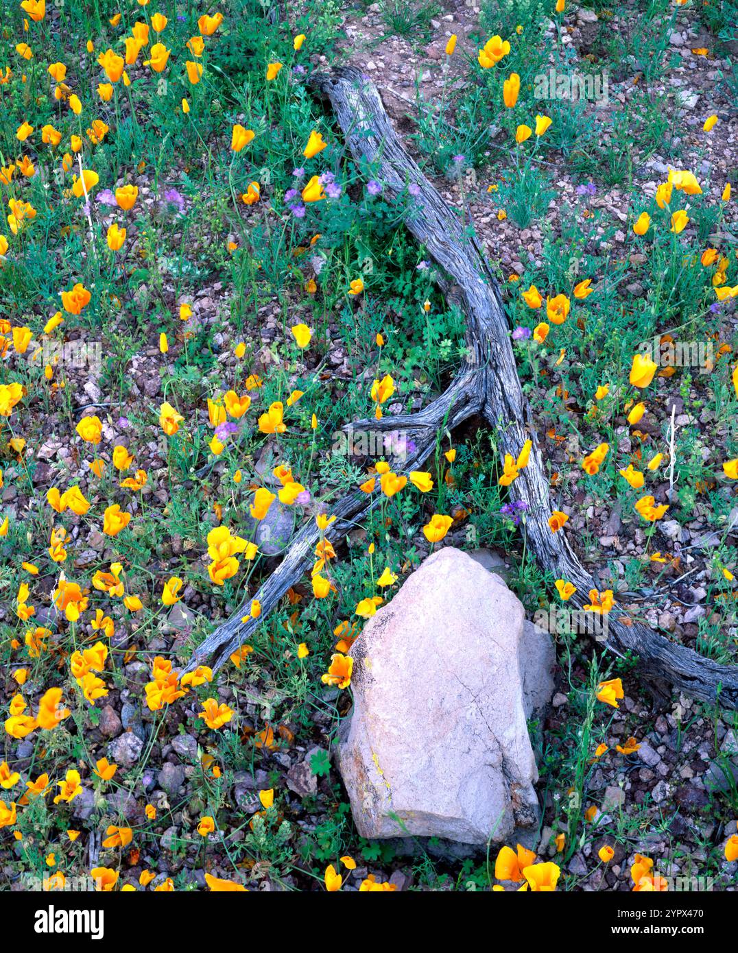 Winterharte pionierpflanze -Fotos und -Bildmaterial in hoher Auflösung – Alamy