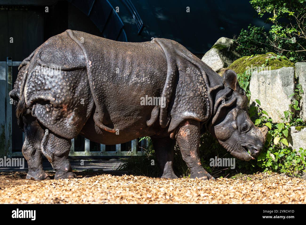 Das indische Nashorn, Rhinoceros unicornis wird auch als größere One-horned Rhinoceros und ...