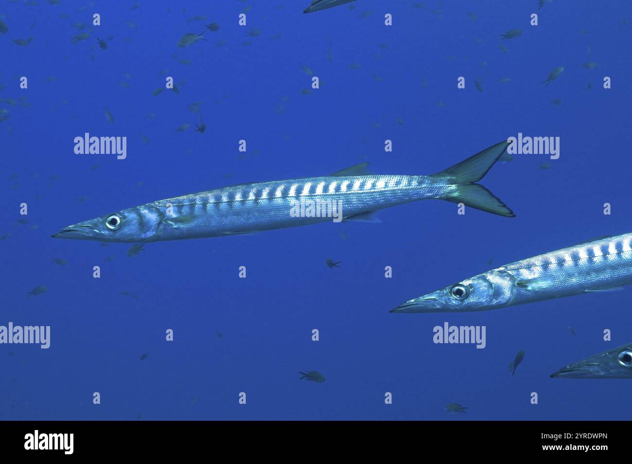 Zwei Barrakudas (Sphyraena sphyraena) schwimmen nebeneinander im blauen ...