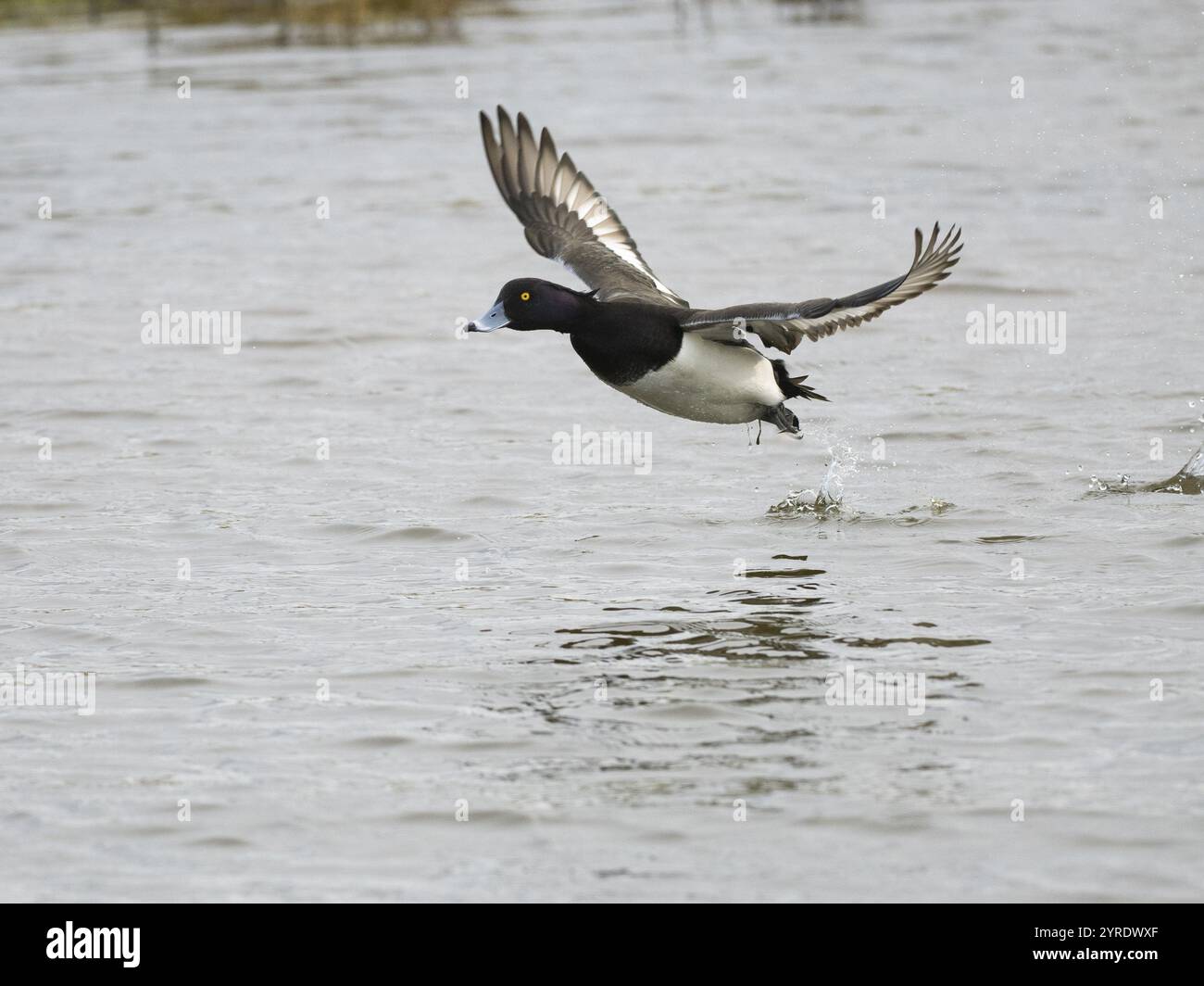 Reiherente (Aythya fuligula), Maennchen im Flug beim Abflug von einem ...
