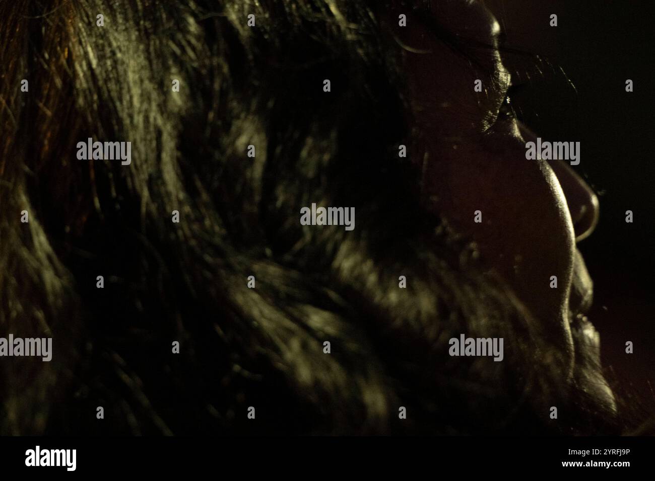 Washington, Vereinigte Staaten Von Amerika. Dezember 2024. Rose ...