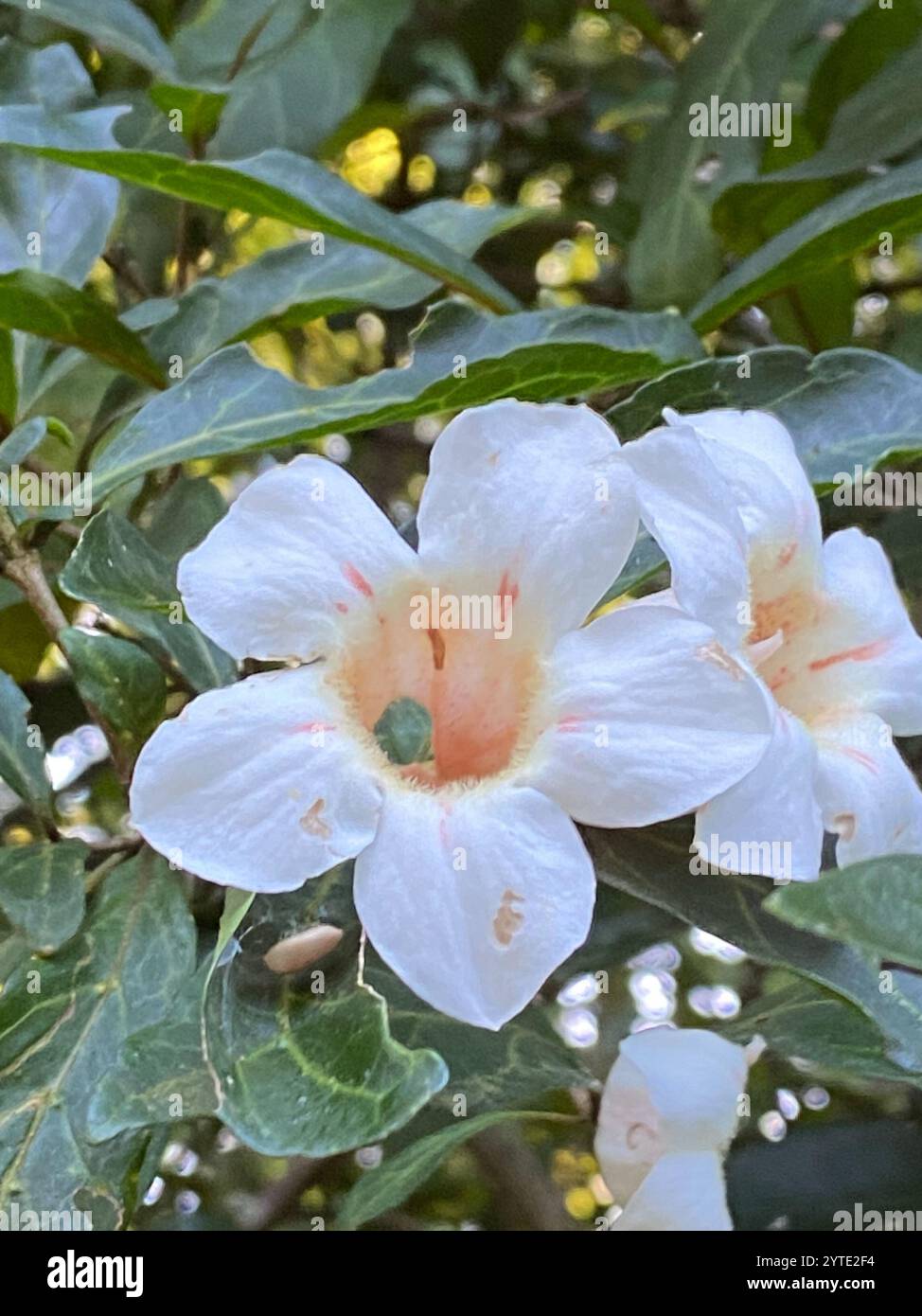Gardenia rothmannia -Fotos und -Bildmaterial in hoher Auflösung – Alamy