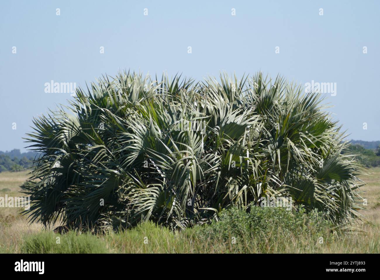 Ilala palm -Fotos und -Bildmaterial in hoher Auflösung – Alamy