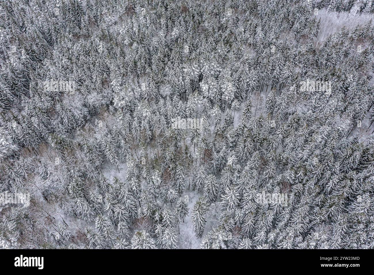 Tannen mit schnee bedeckt -Fotos und -Bildmaterial in hoher Auflösung ...
