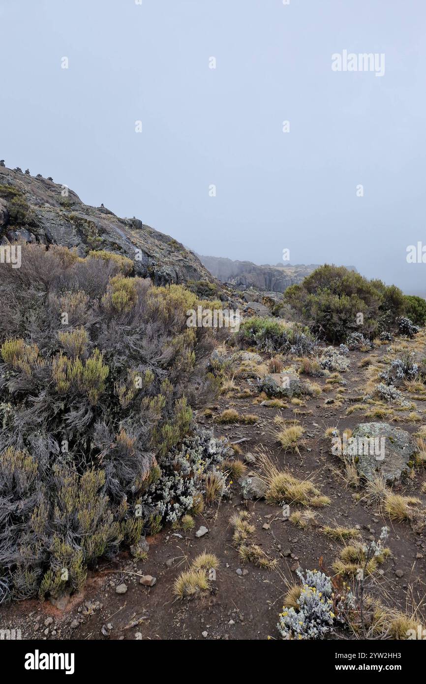 Daressalam Themenfoto: Reise, Afrika, Tansania, Kilimandscharo, 07.12. ...