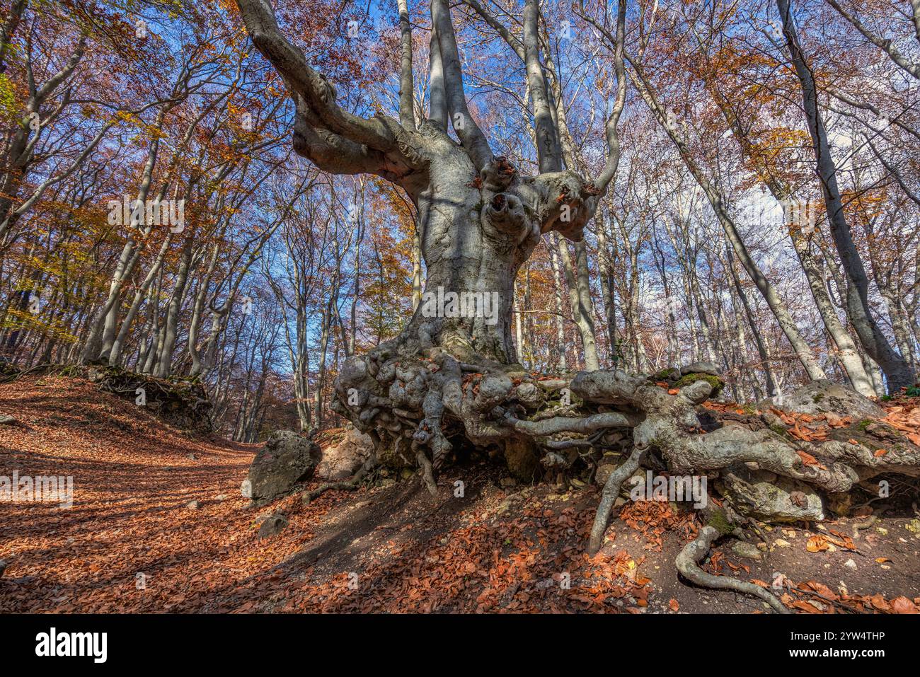Naturschutzgebiet bosco di santantonio -Fotos und -Bildmaterial in ...