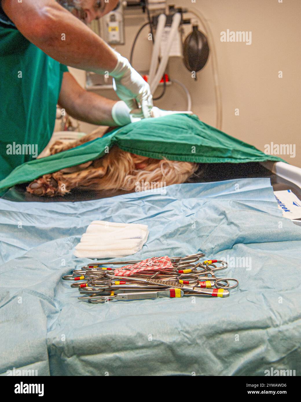 Tierarzt chirurg -Fotos und -Bildmaterial in hoher Auflösung – Alamy