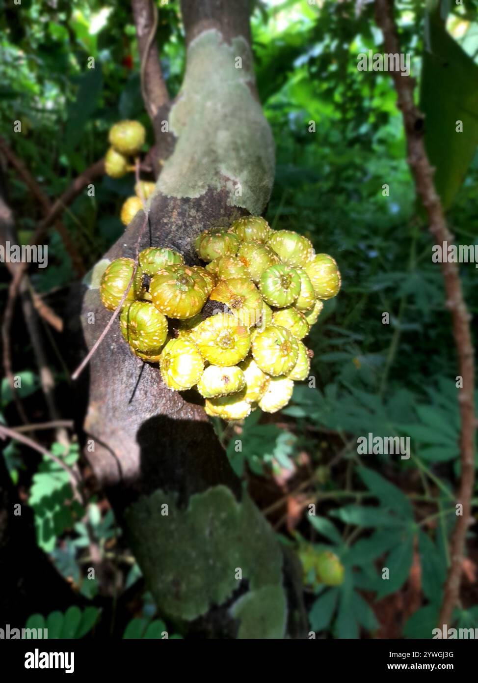 Ficus hispida blatt -Fotos und -Bildmaterial in hoher Auflösung – Alamy